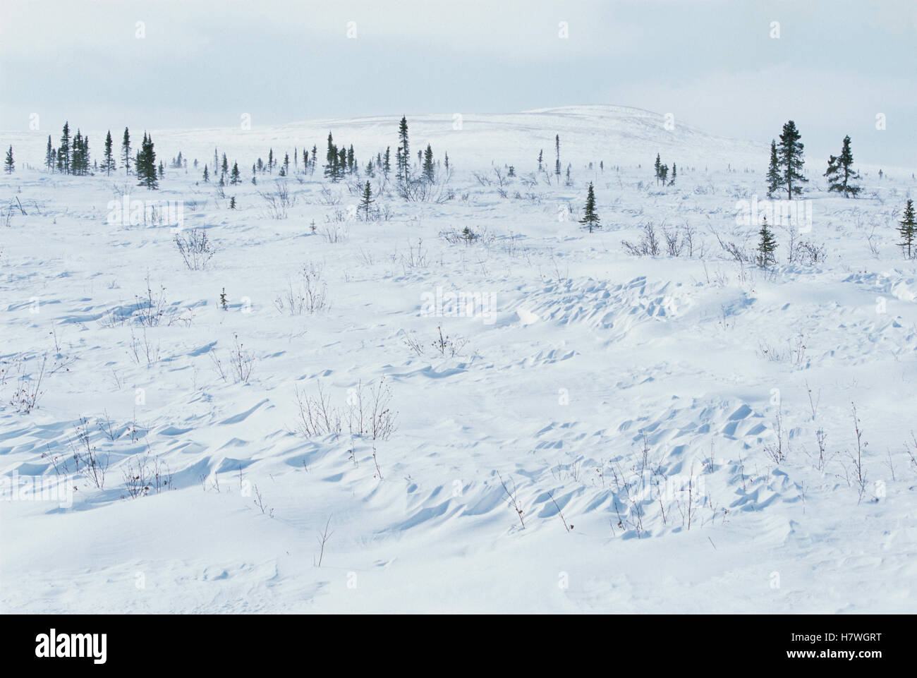 Taiga becomes tundra, tree line in snow, near polar circle, Finger ...