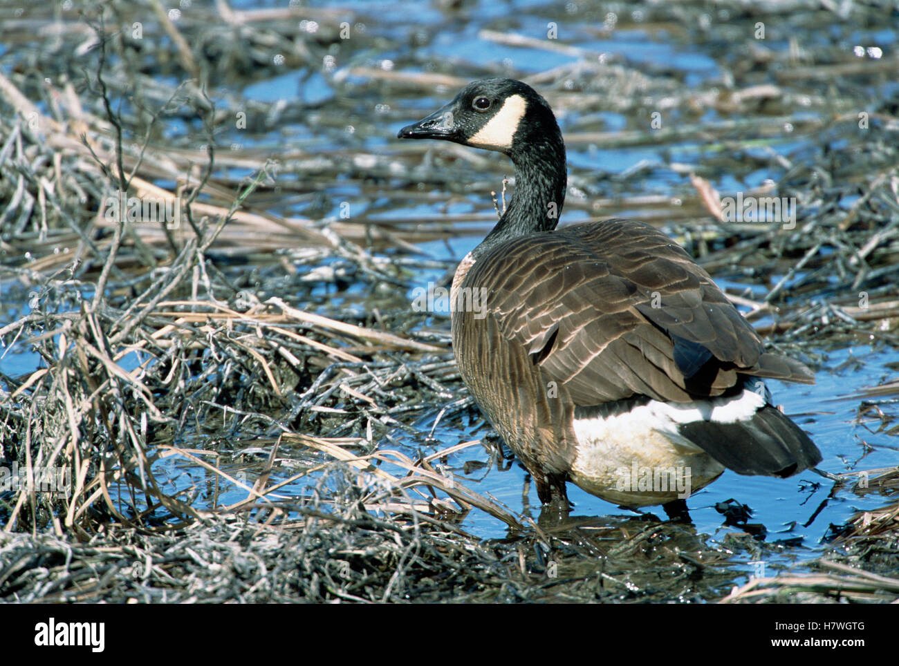 Dusky Canada Goose (Branta canadensis occidentalis) rare and protected ...