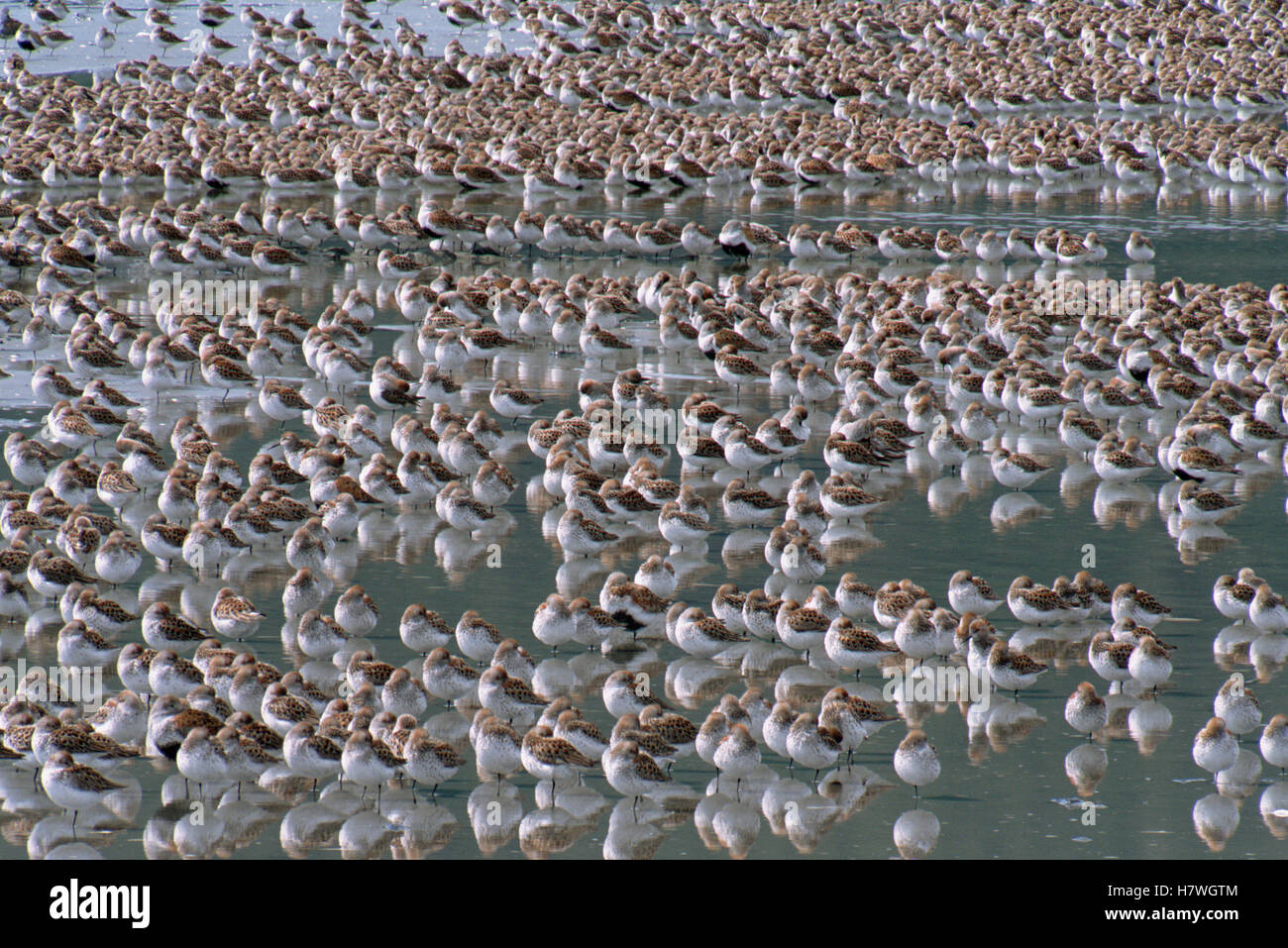 Western Sandpiper (Calidris mauri) migrate to breed on arctic coast ...
