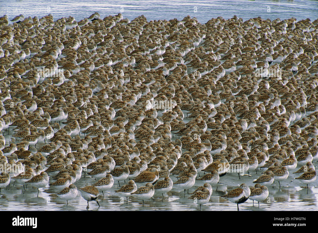 Western Sandpiper (Calidris mauri) flock roosting during high tide ...