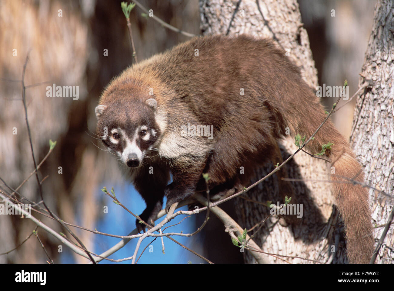 Coatimundi (Nasua nasua) hanging in tree crown, spring, Arizona-Sonora ...