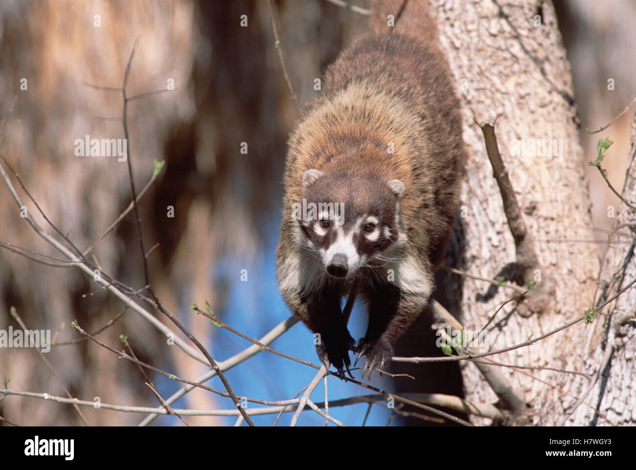 Coatimundi (Nasua nasua) hanging in tree crown, spring, Arizona-Sonora ...