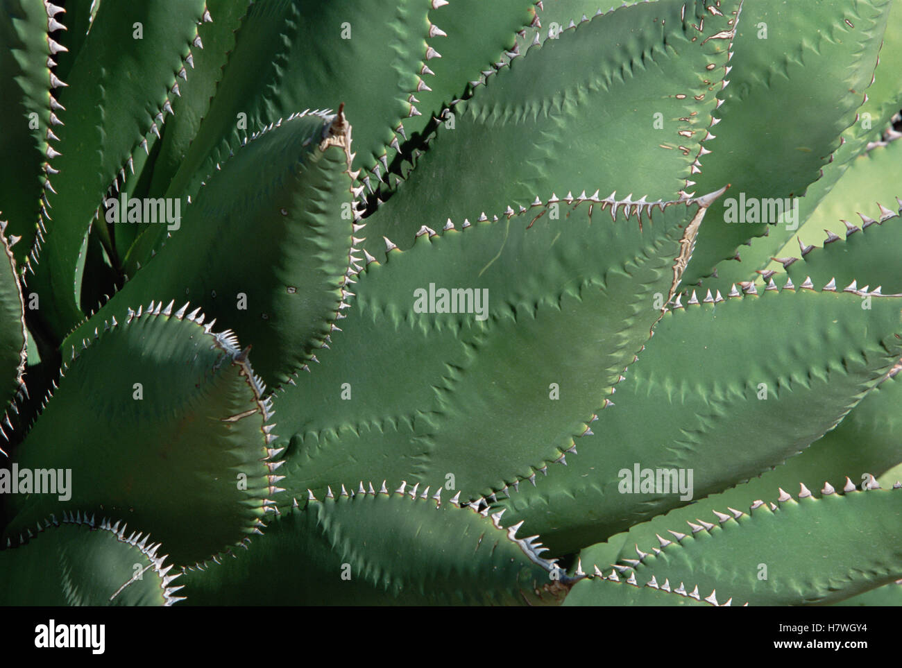Agave (Agave sp) plants with green leaves and short spines, spring ...