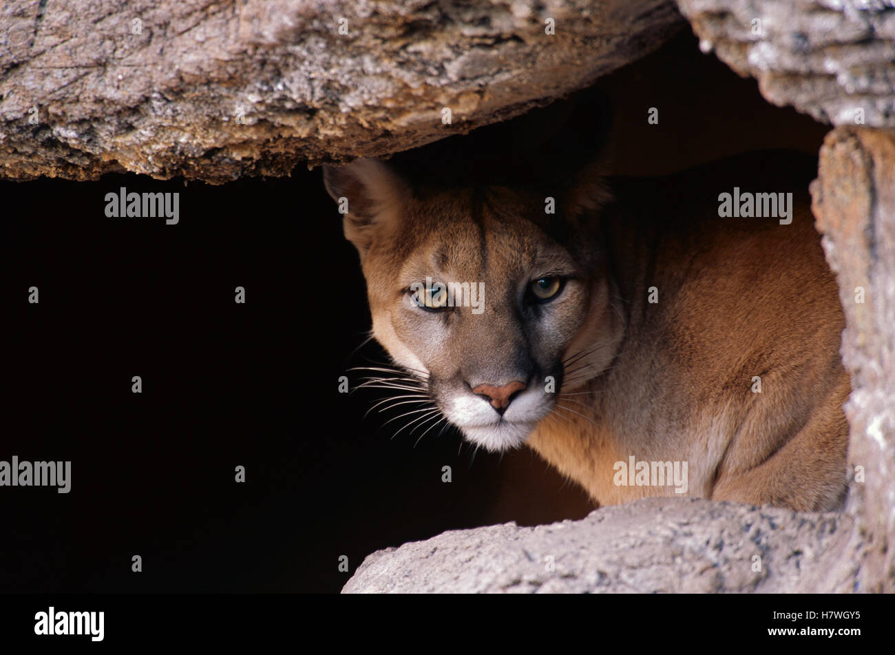 Mountain Lion (Puma concolor) peering from cave, Arizona-Sonora Desert ...