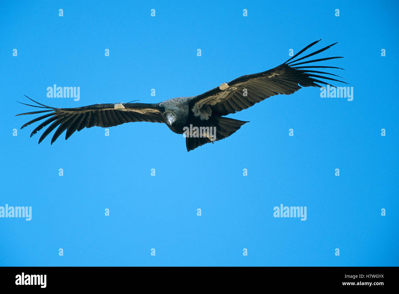 California Condor (Gymnogyps californianus) immature bird taking flight ...