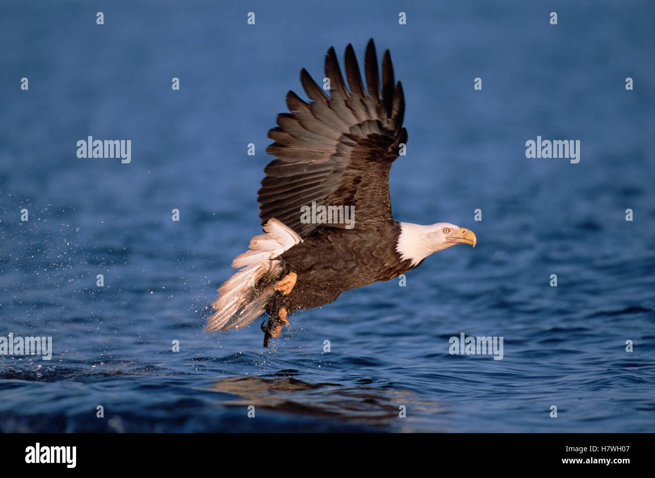 Bald Eagle (Haliaeetus leucocephalus) adult flying above sea in the ...