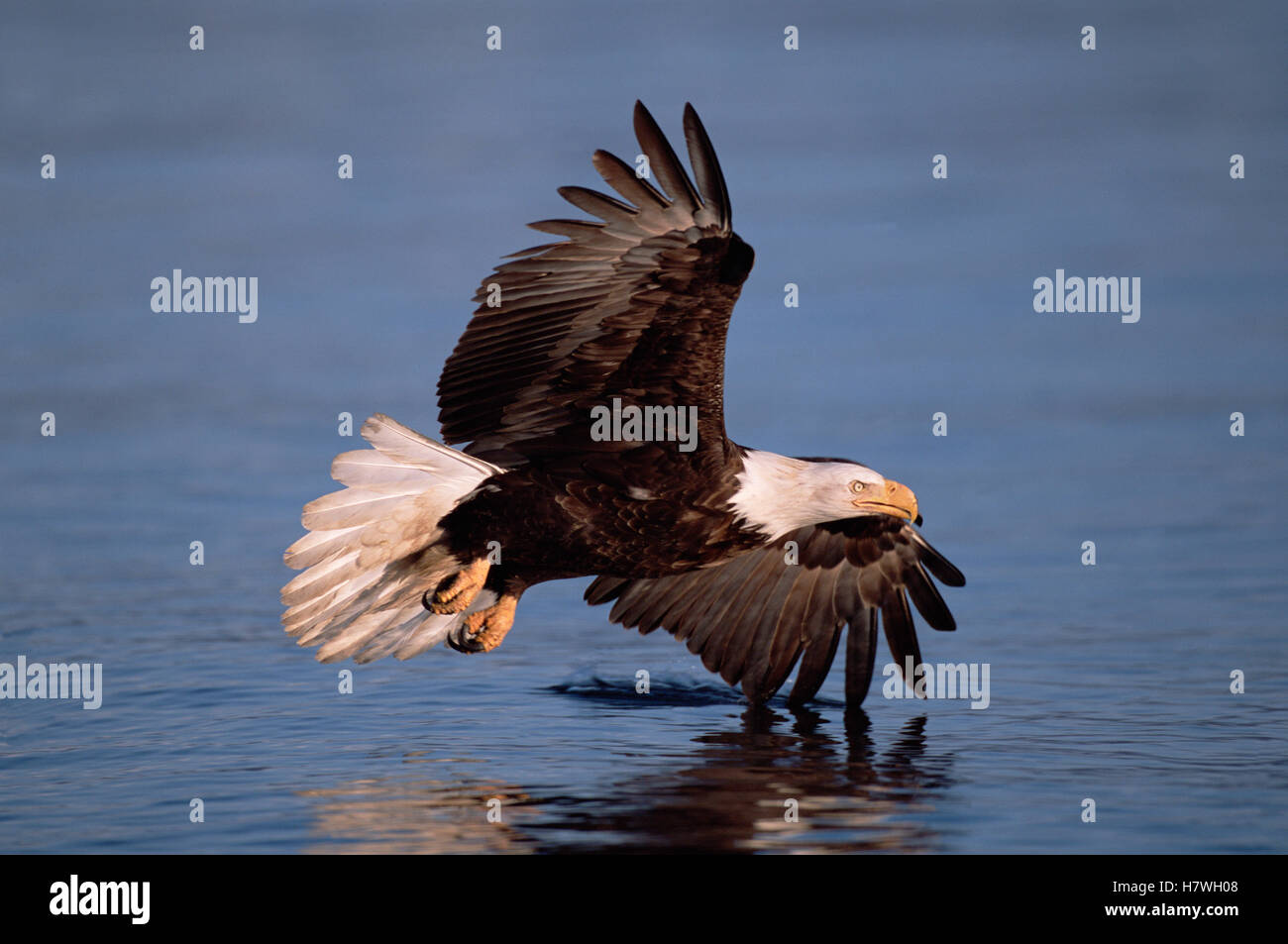 Bald Eagle (Haliaeetus leucocephalus) adult flying above sea in the ...