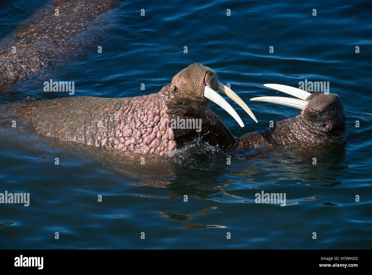 Pacific Walrus (Odobenus rosmarus divergens) two bulls fighting in ...