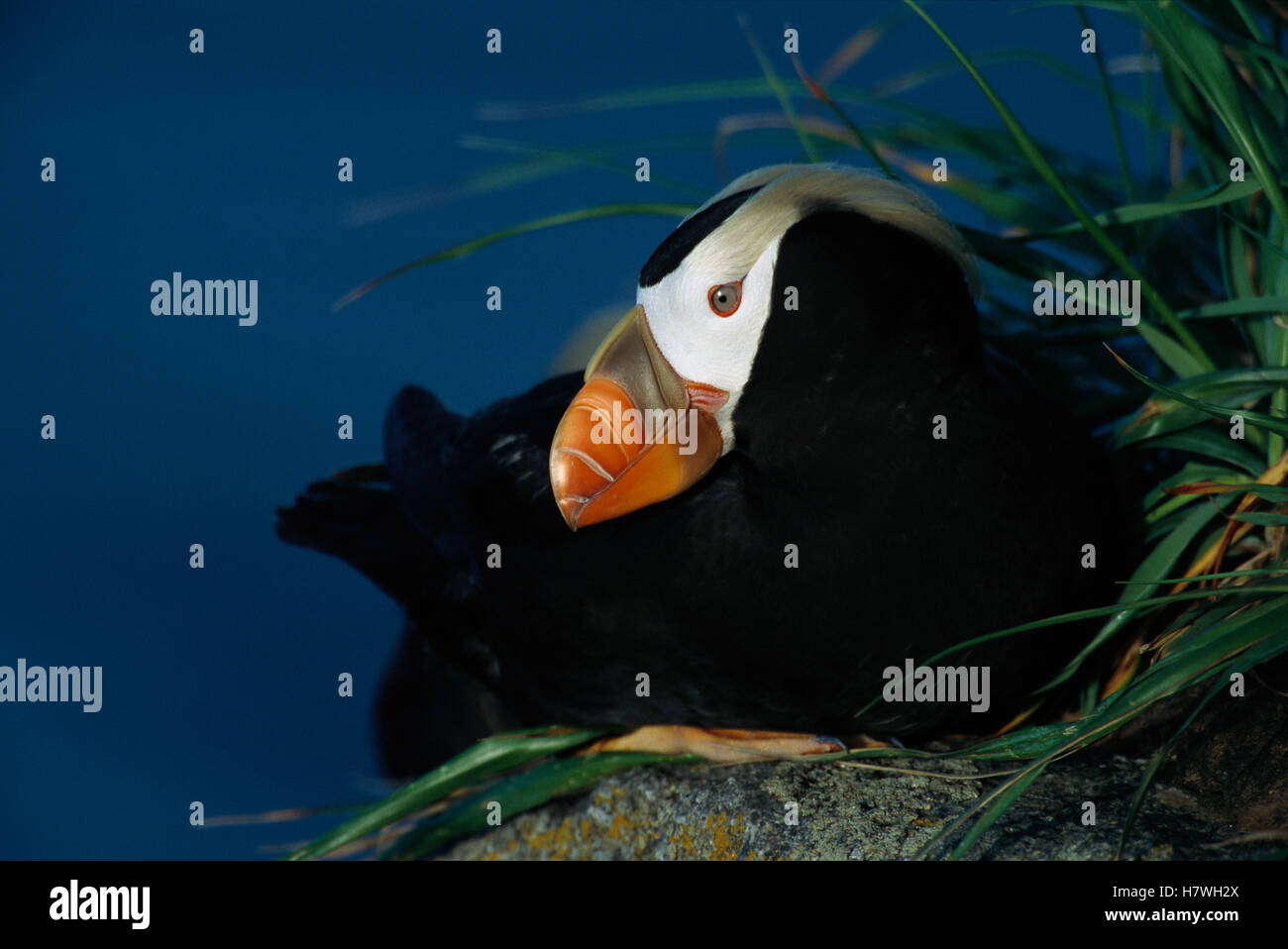 Tufted Puffin (Fratercula cirrhata) in summer breeding plumage ...