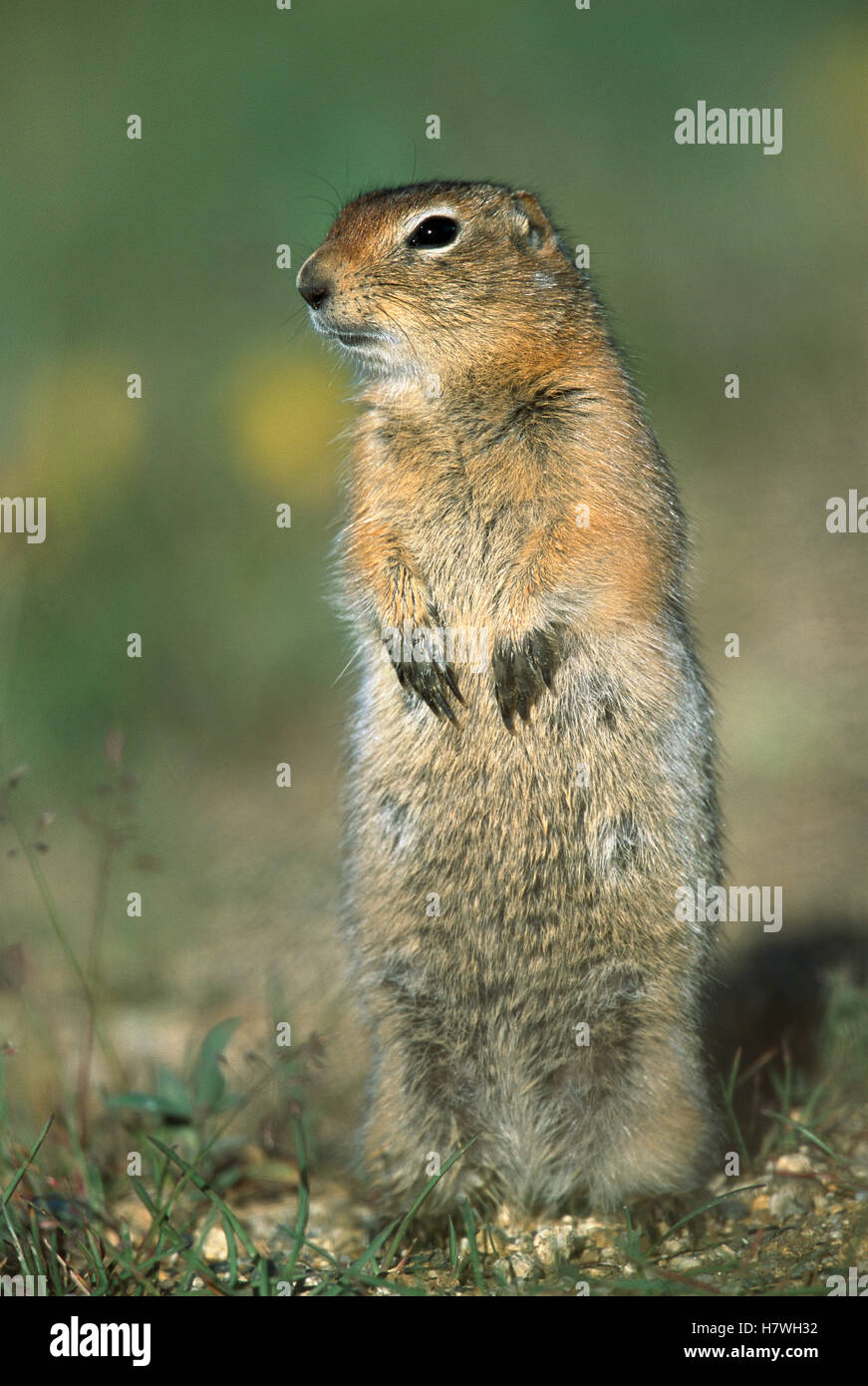 Arctic Ground Squirrel (Spermophilus parryii) alert in tundra, summer ...