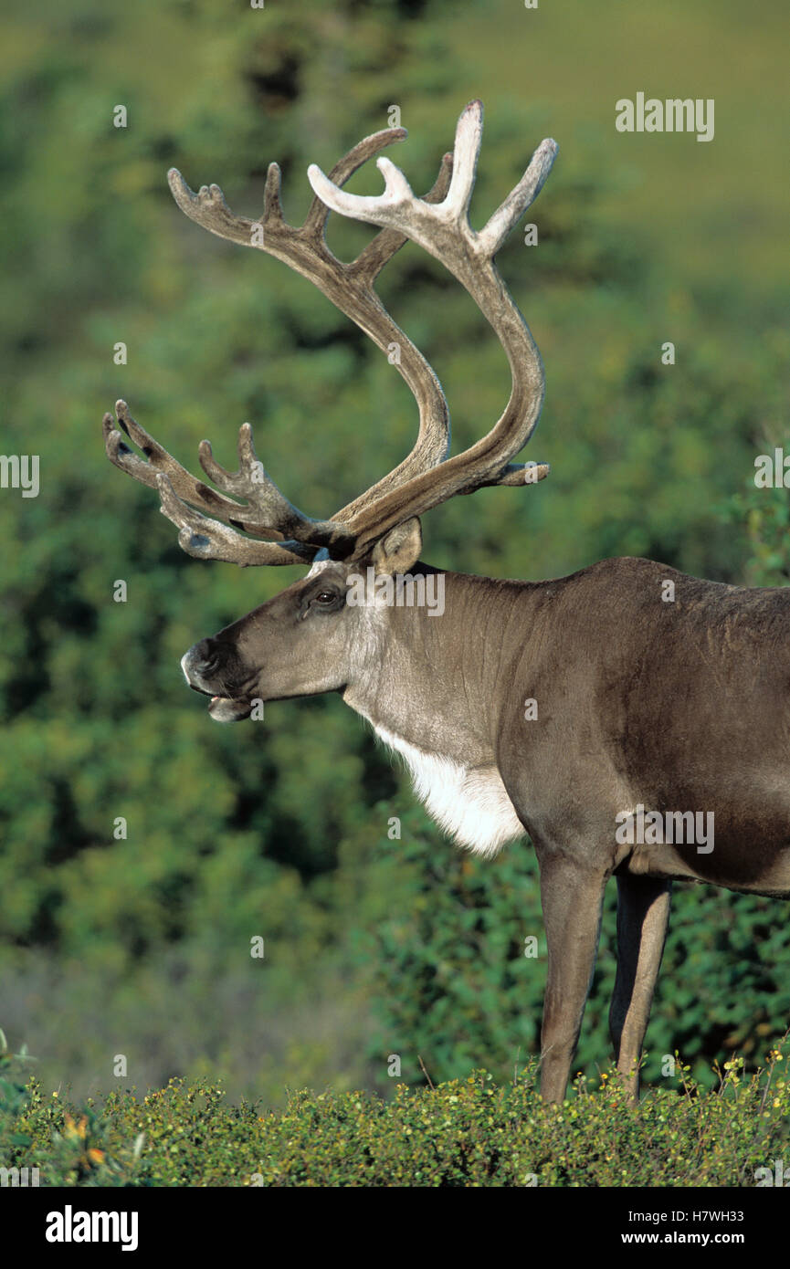 Caribou (Rangifer tarandus) bull with full rack of antlers in tundra ...