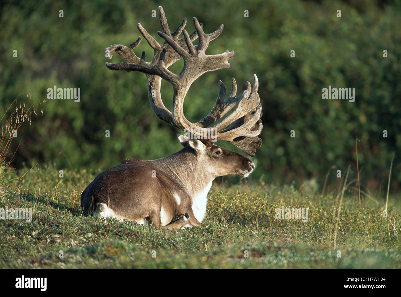 Caribou (Rangifer tarandus) bull with large antlers resting in tundra ...