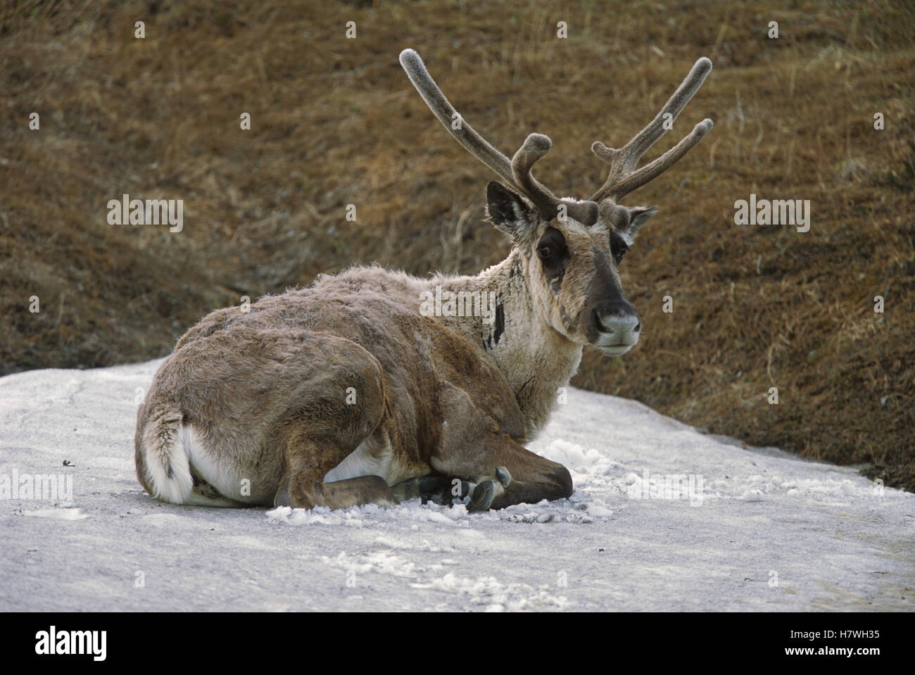 Caribou (Rangifer tarandus) bull resting in snow patch to escape ...