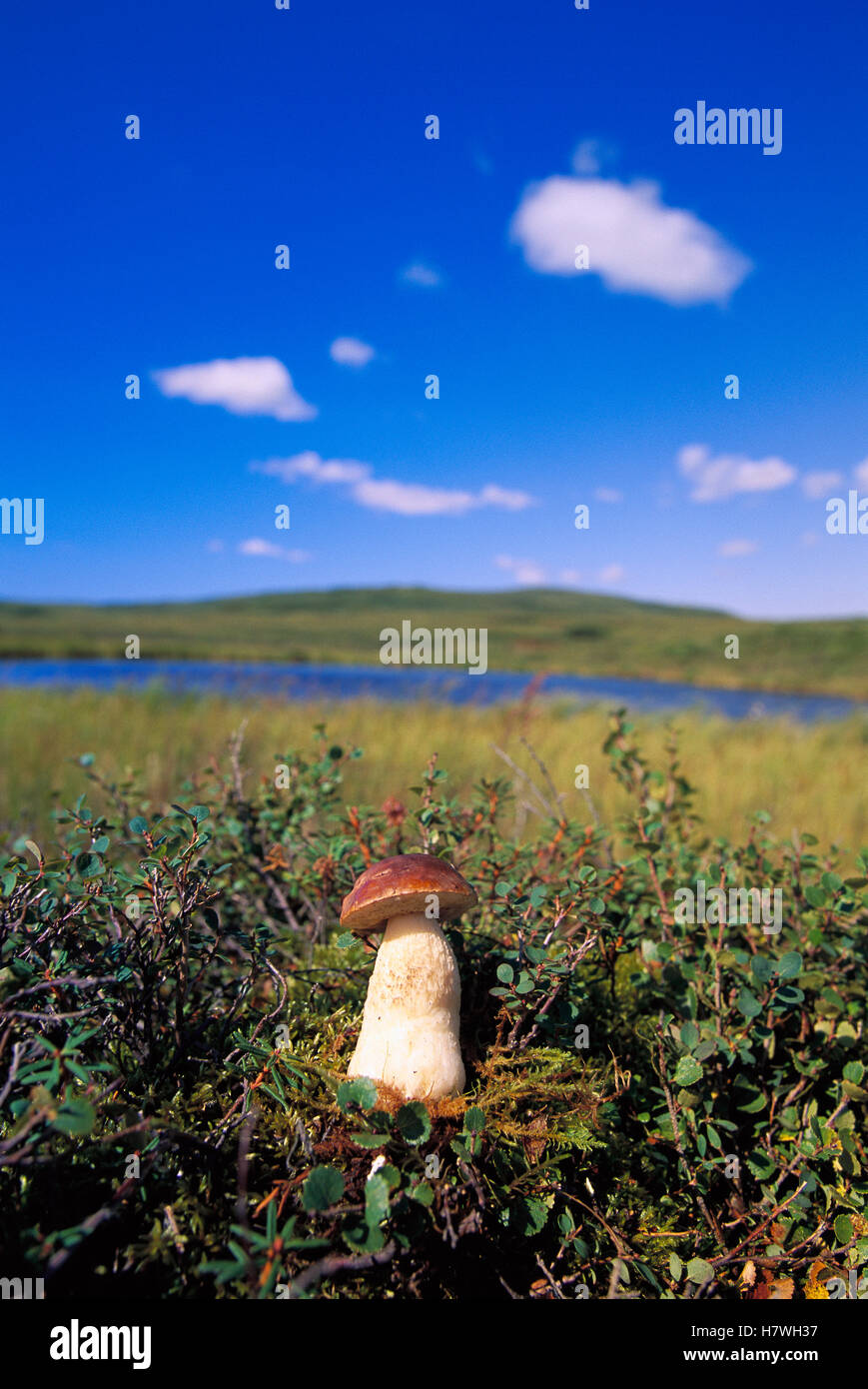 Bolete (Boletus sp) mushroom, in tundra, summer, Denali National Park ...
