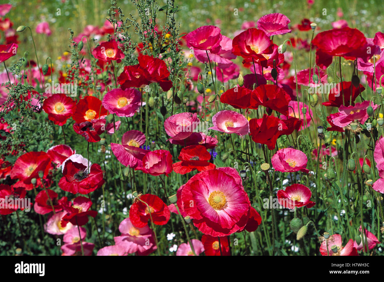 Rooted Poppy (Papaver radicatum) in bloom, summer, Anchorage, Alaska ...