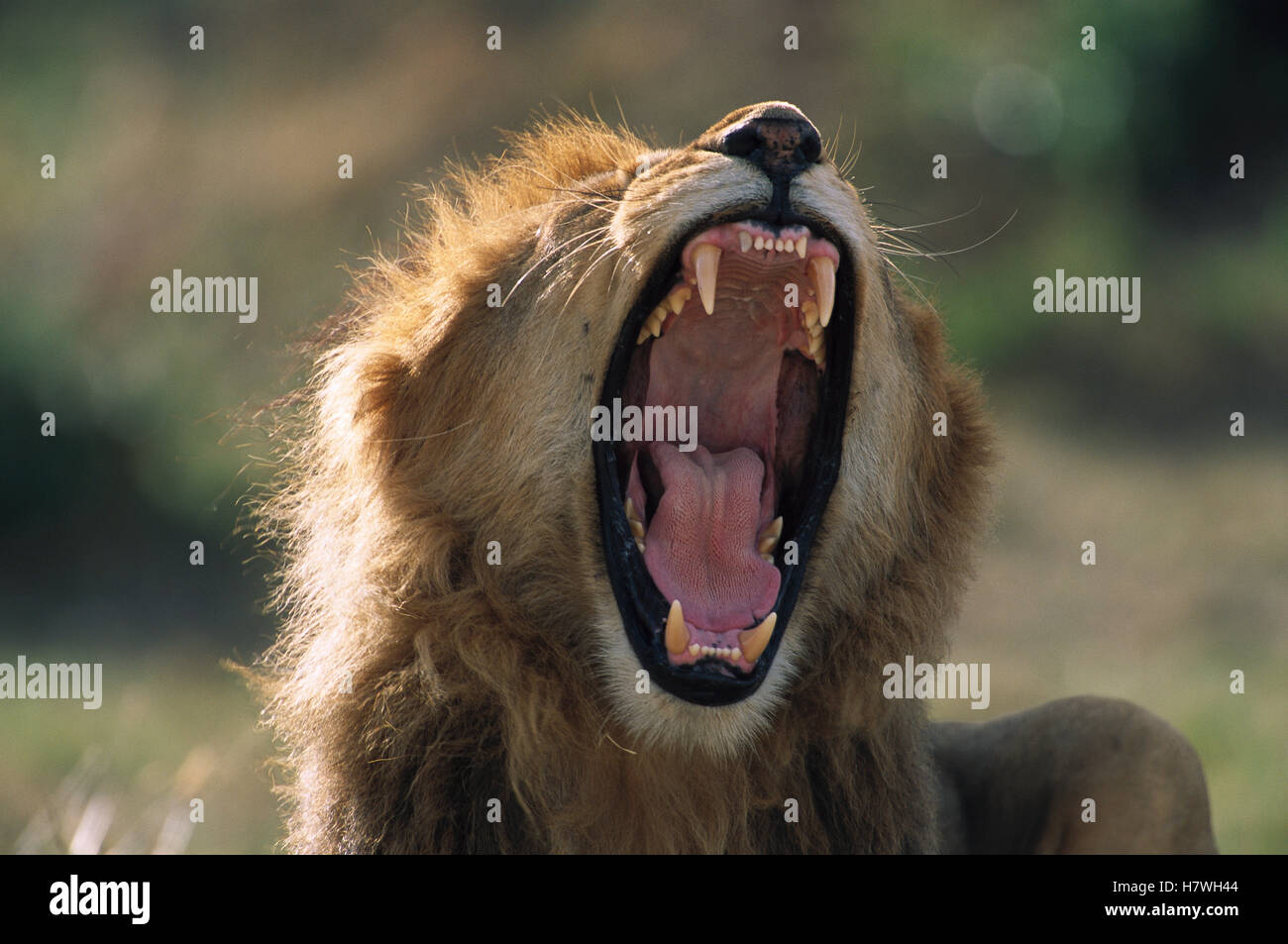 African Lion (Panthera leo) adult male with full mane roaring to assert ...