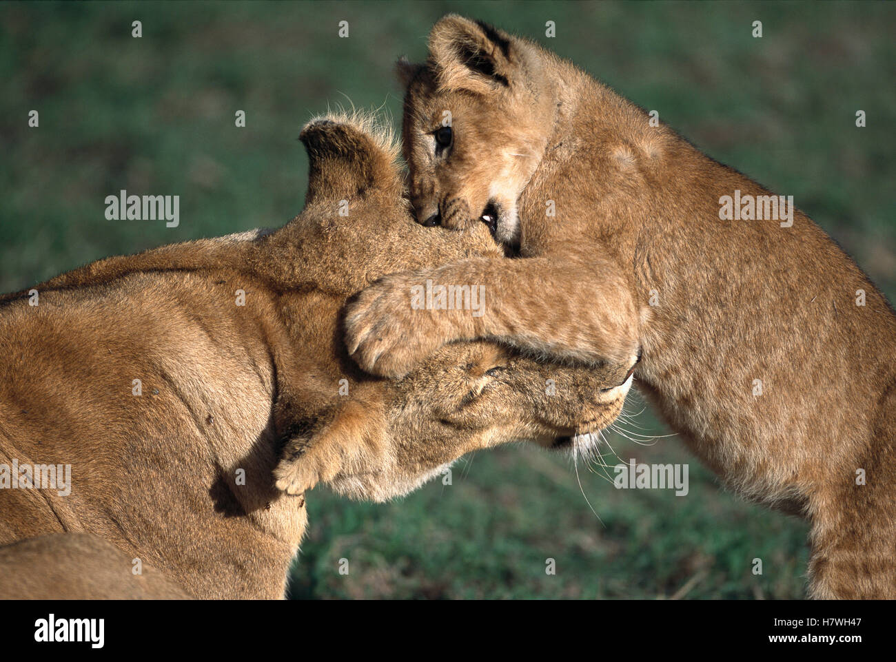 African Lion (Panthera leo) three month old cub playing with patient ...