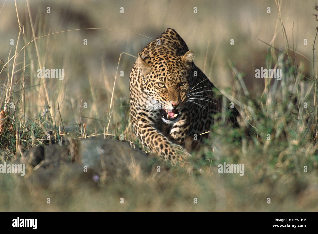 Leopard (Panthera pardus) male threatens intruder with lips curled and ...