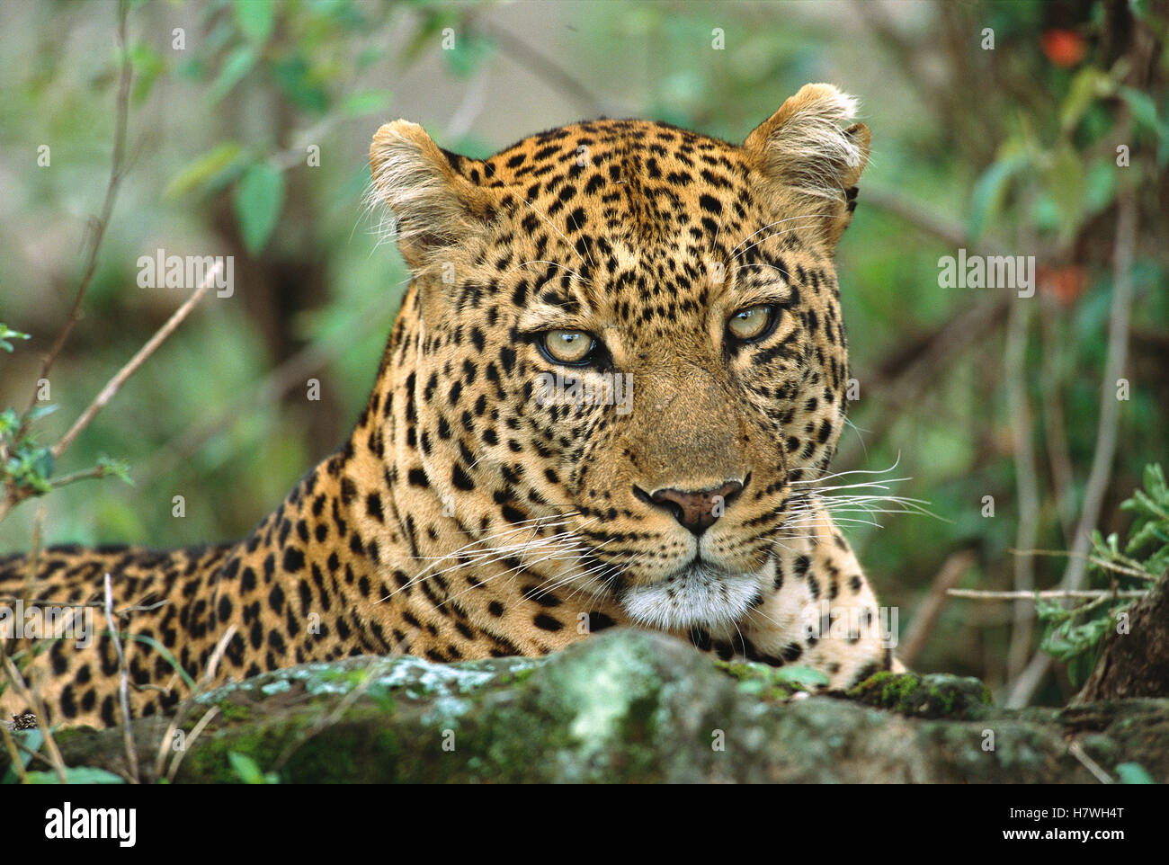 Leopard (Panthera pardus) large male resting after hunt and devouring ...