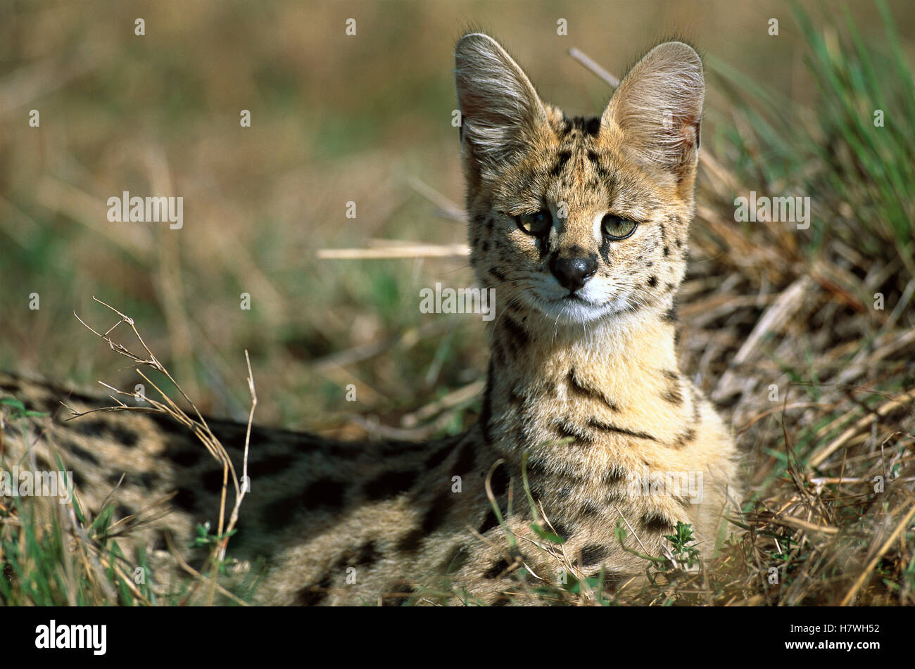 Serval (Leptailurus serval) adult, portrait in tall grass where it ...