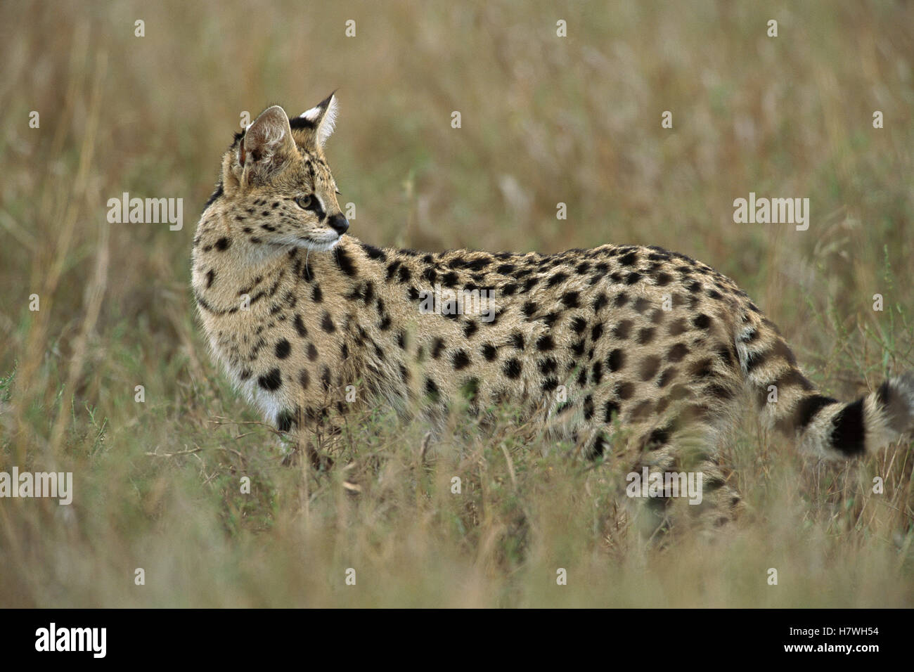 Serval (Leptailurus serval) adult, portrait in tall grass where it ...