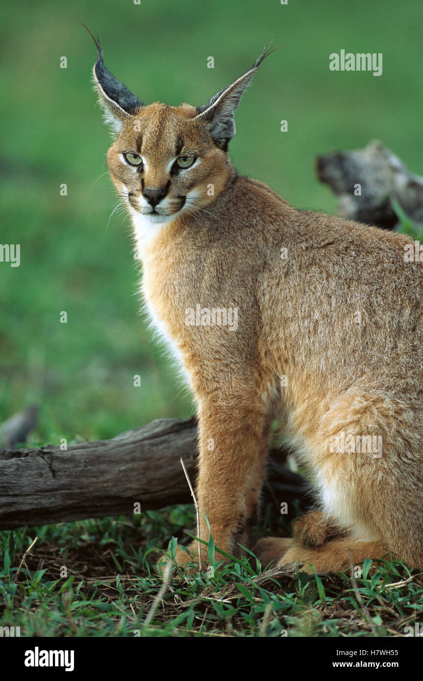Caracal (Caracal caracal) sitting in short grass, evening, Masai Mara ...