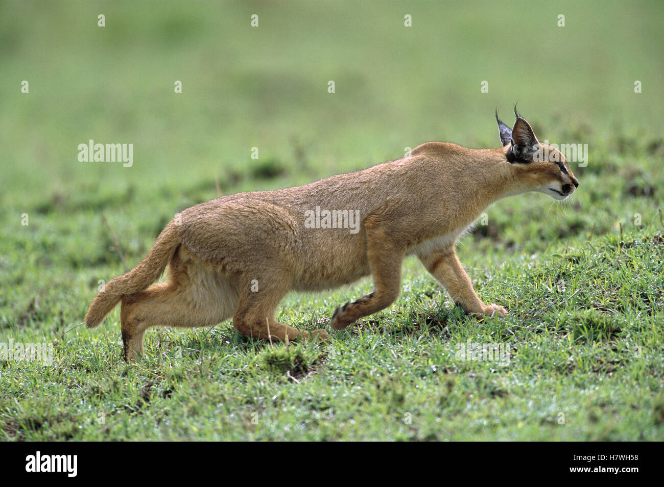 Caracal (Caracal caracal) stalking birds and rodents in short savannah ...