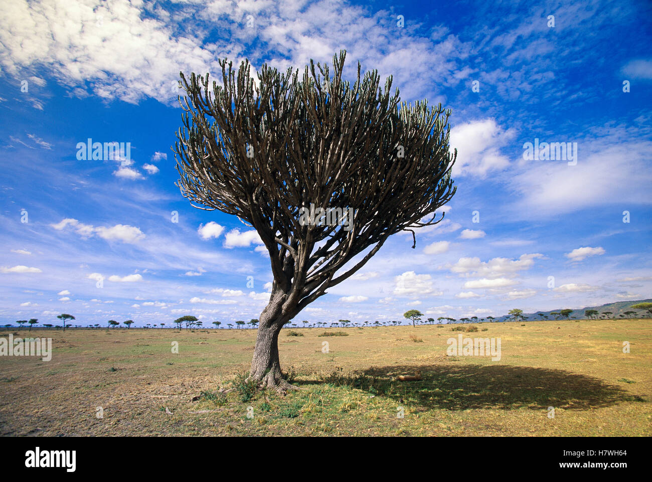 Candelabra Tree (Euphorbia candelabrum) with Cheetah underneath ...