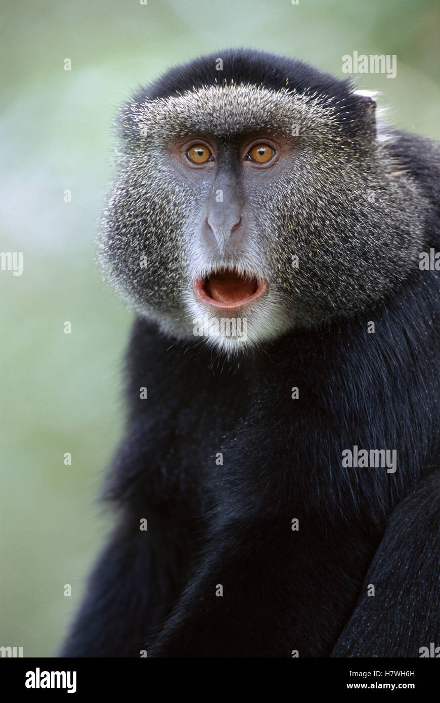 Blue Monkey (Cercopithecus mitis) in forest with mouth agape, Masai ...