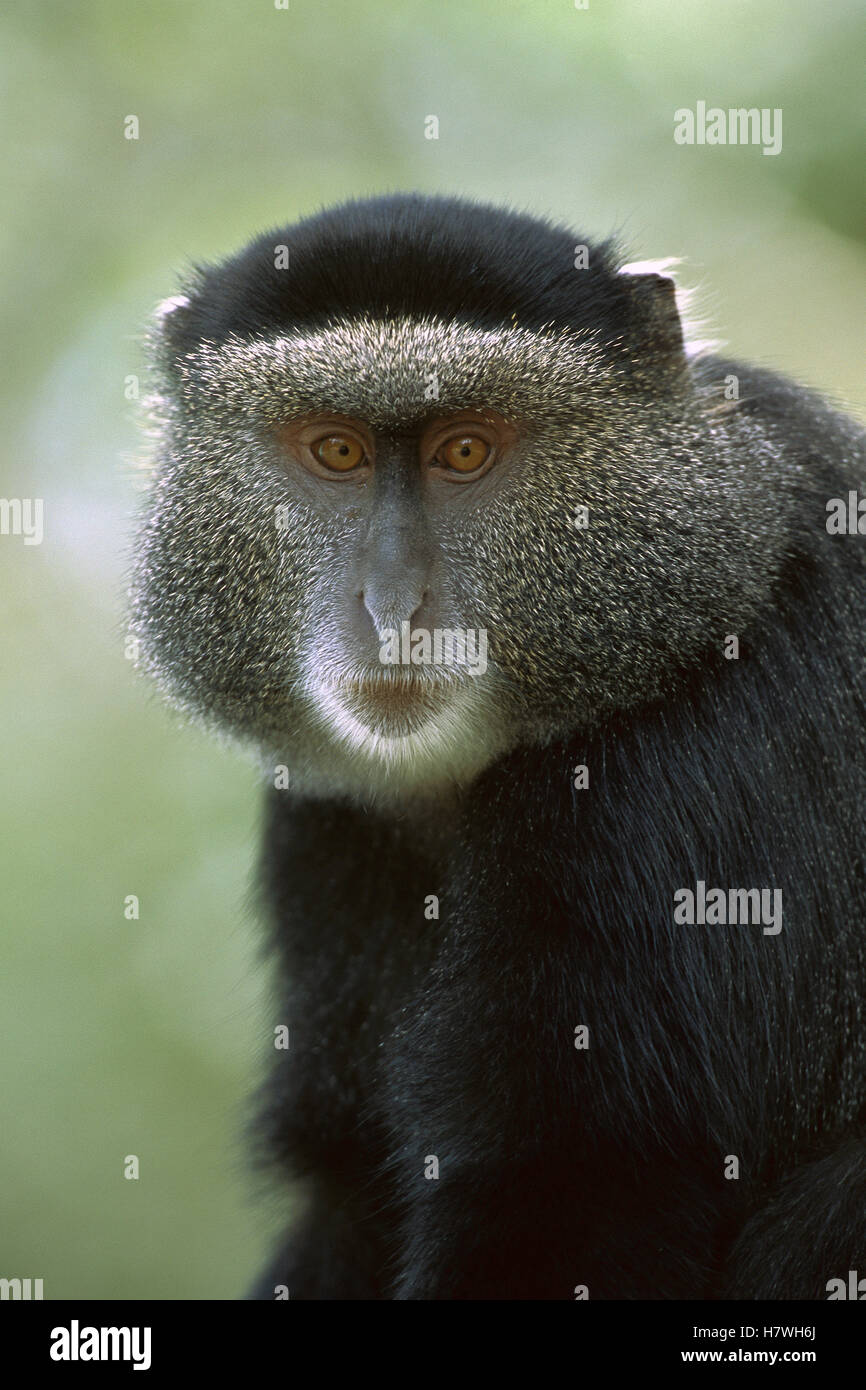 Blue Monkey (Cercopithecus mitis) in forest, Masai Mara National ...