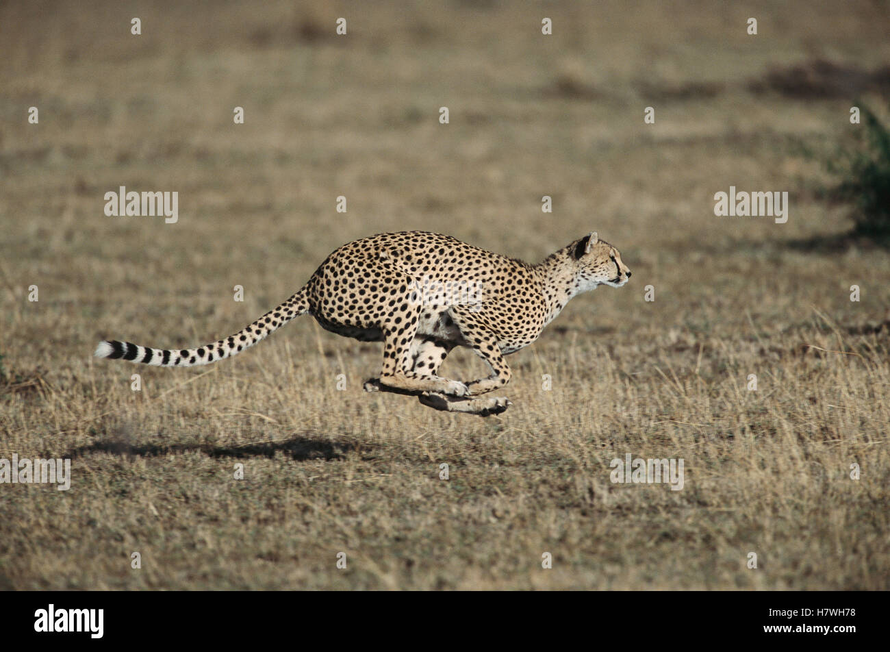 Cheetah (Acinonyx jubatus) female chasing Thompson's Gazelle (Eudorcas ...