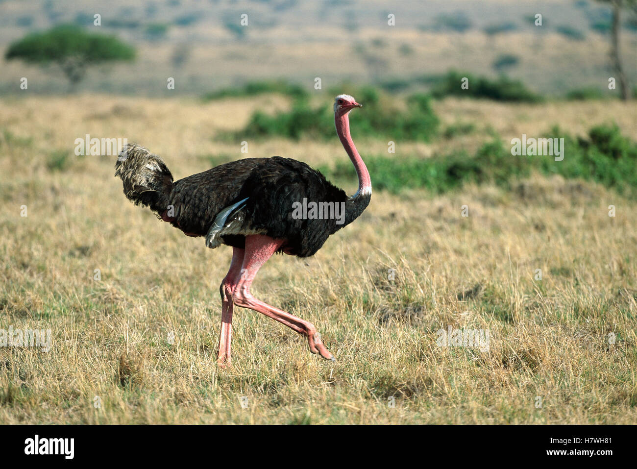 Ostrich (Struthio camelus) male's skin turns red during courtship ...
