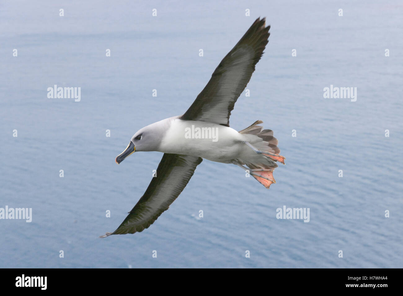 Grey-headed Albatross (Thalassarche chrysostoma) adult in summer ...