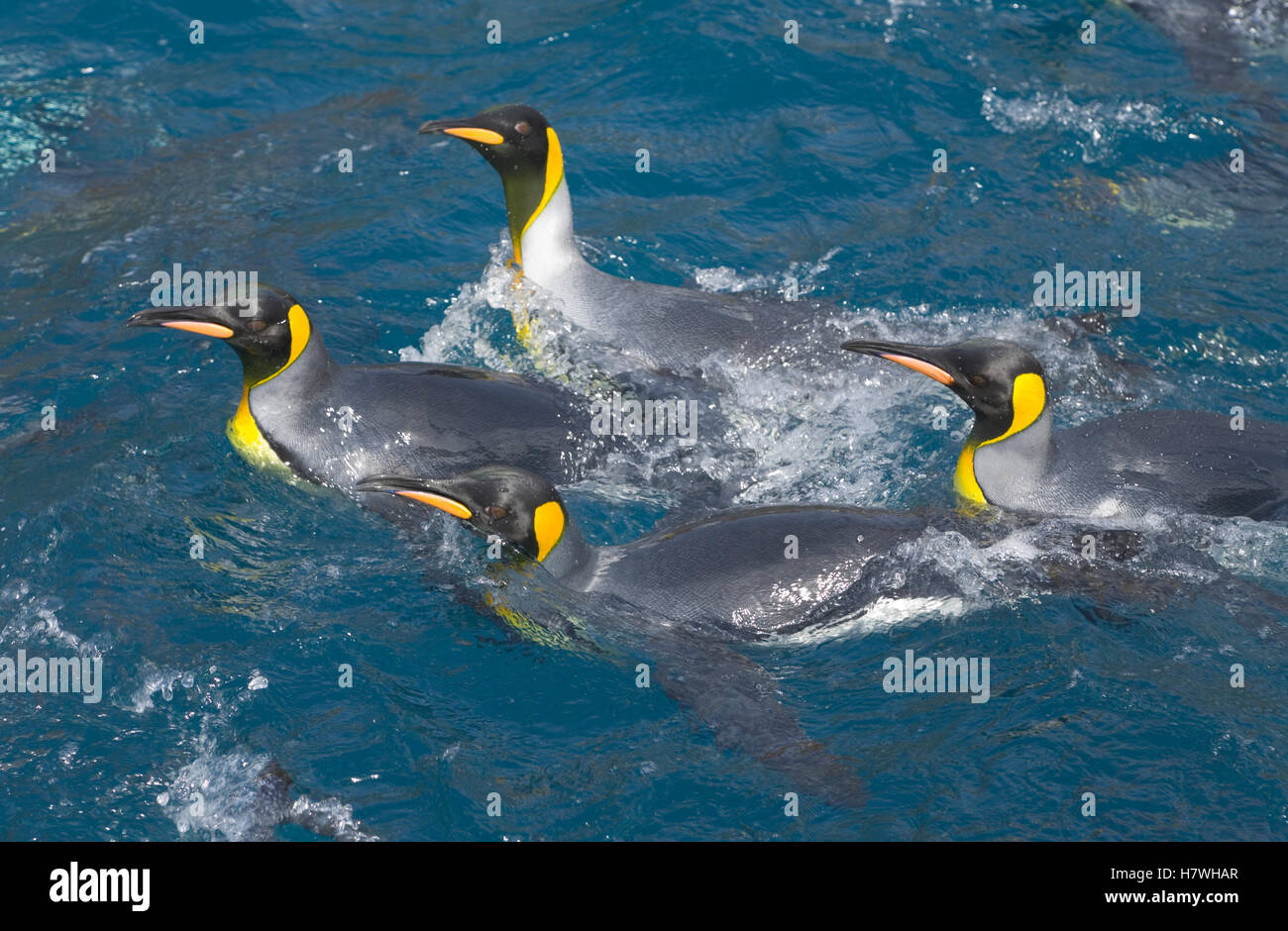 King Penguin (Aptenodytes patagonicus) group swimming and washing in ...