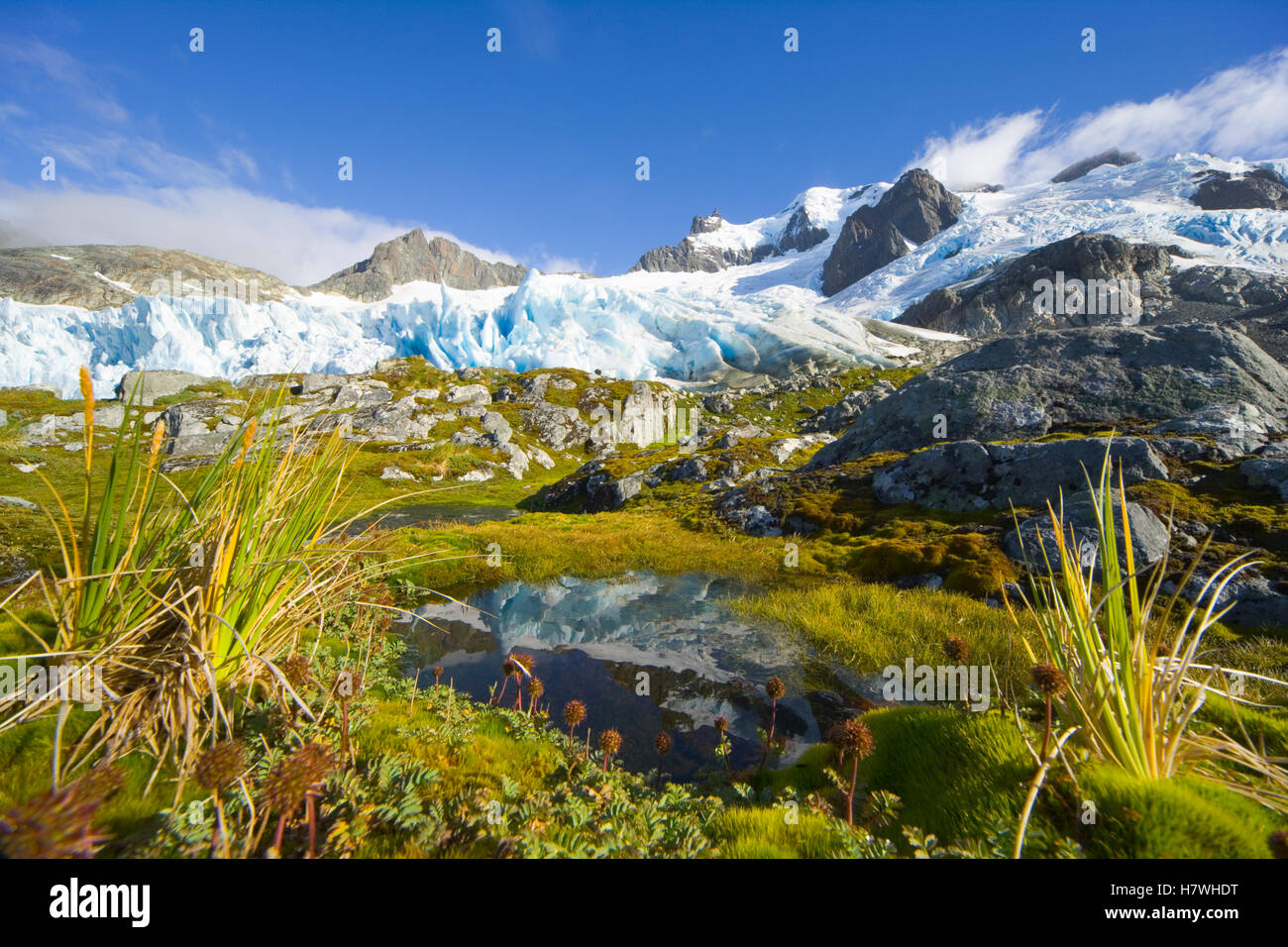 Blue glacier receding and small tarn or pond, on green and golden ...