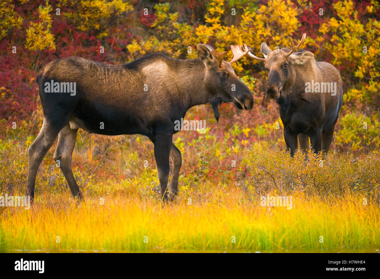 Alaska Moose (Alces alces gigas) two young bulls standing in colorful ...