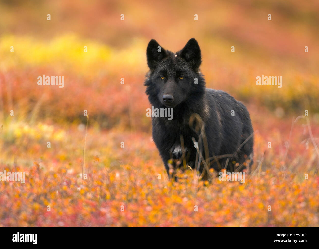 Gray Wolf (Canis lupus) juvenile, on colorful autumn tundra, Denali ...