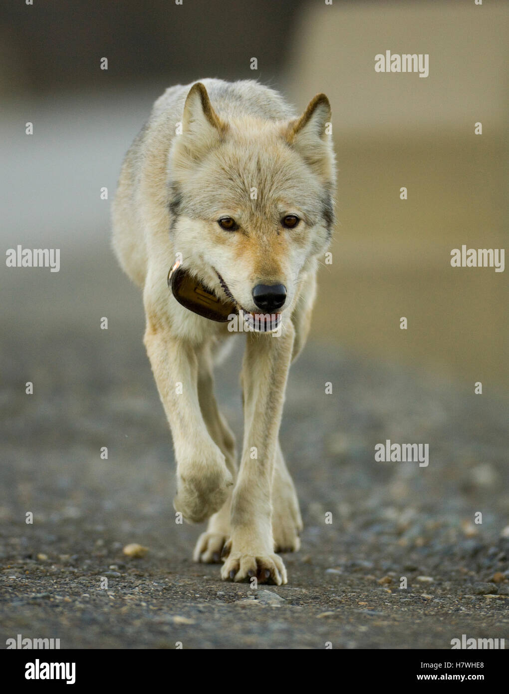 Gray Wolf (Canis lupus) alpha female with large collar put on by wolf ...