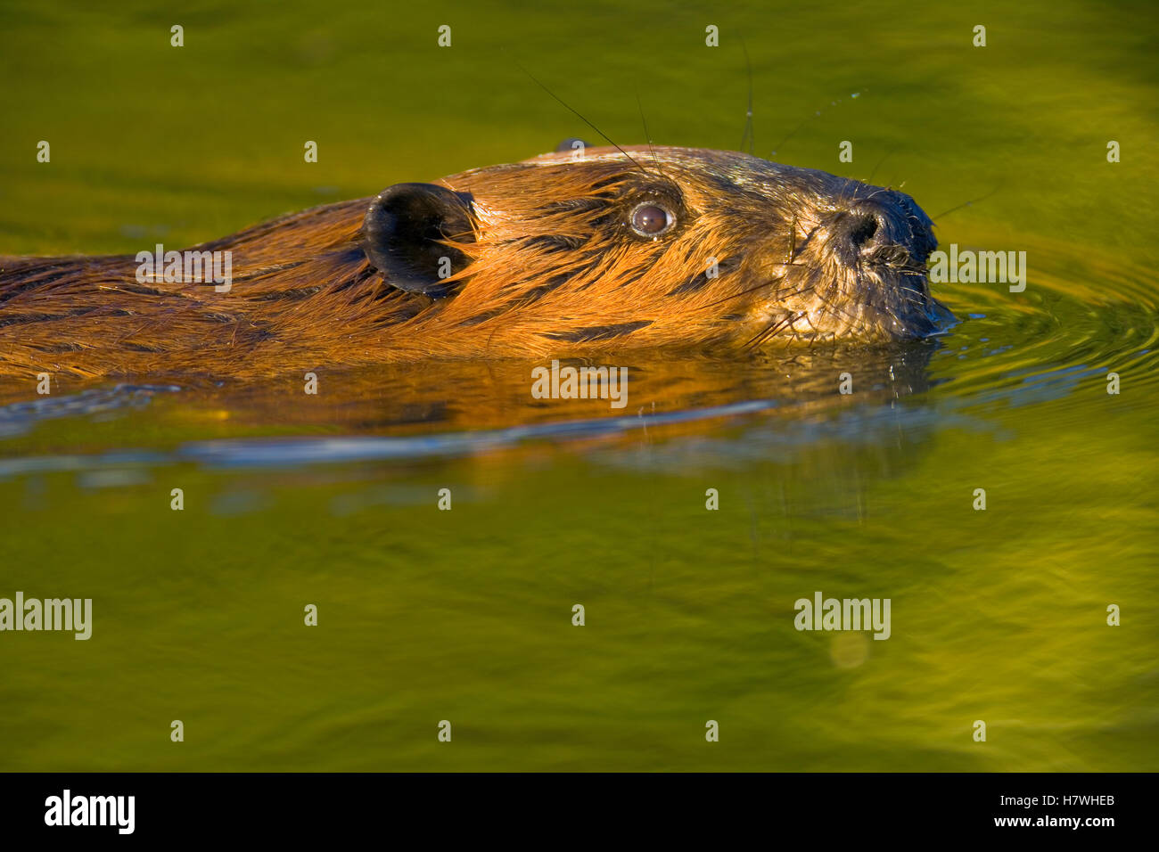 American Beaver (Castor canadensis) a semi-aquatic rodent swimming ...