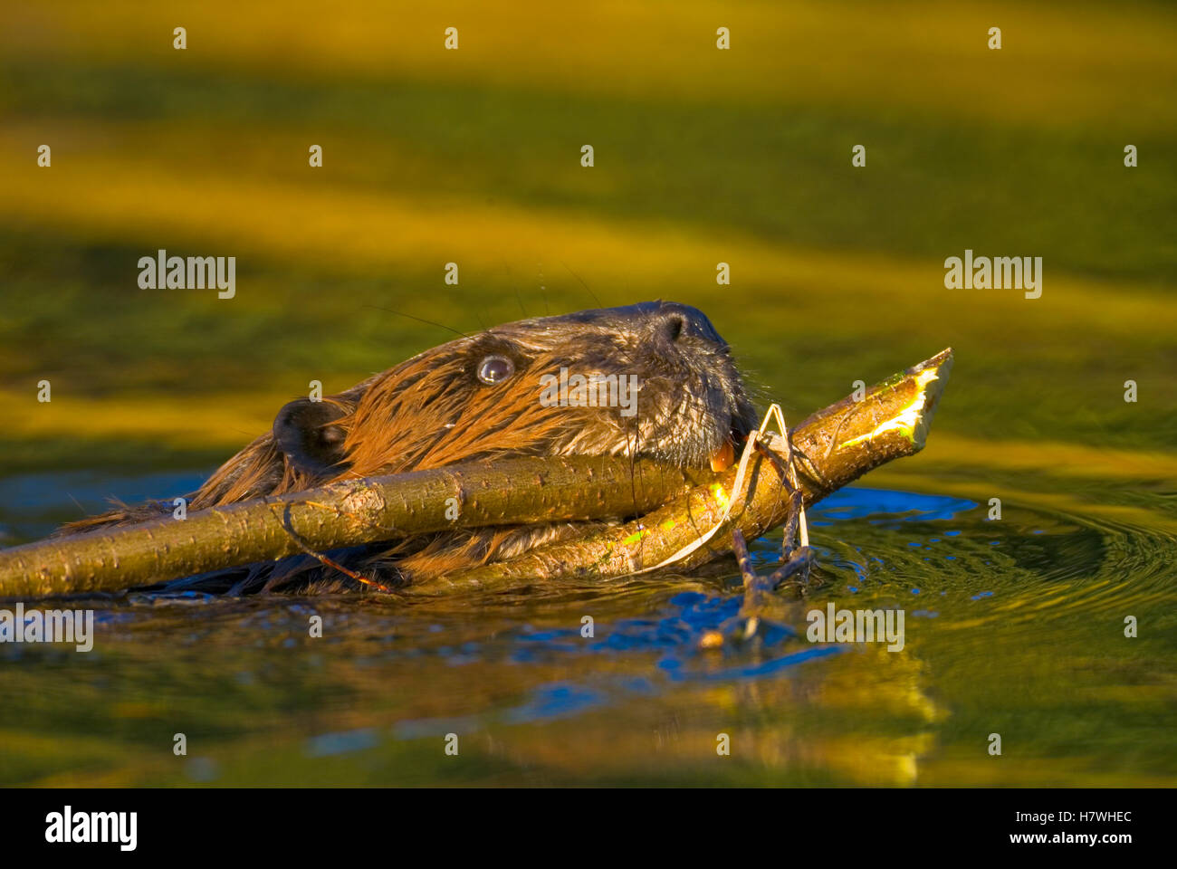 American Beaver (Castor canadensis) a semi-aquatic rodent swimming ...