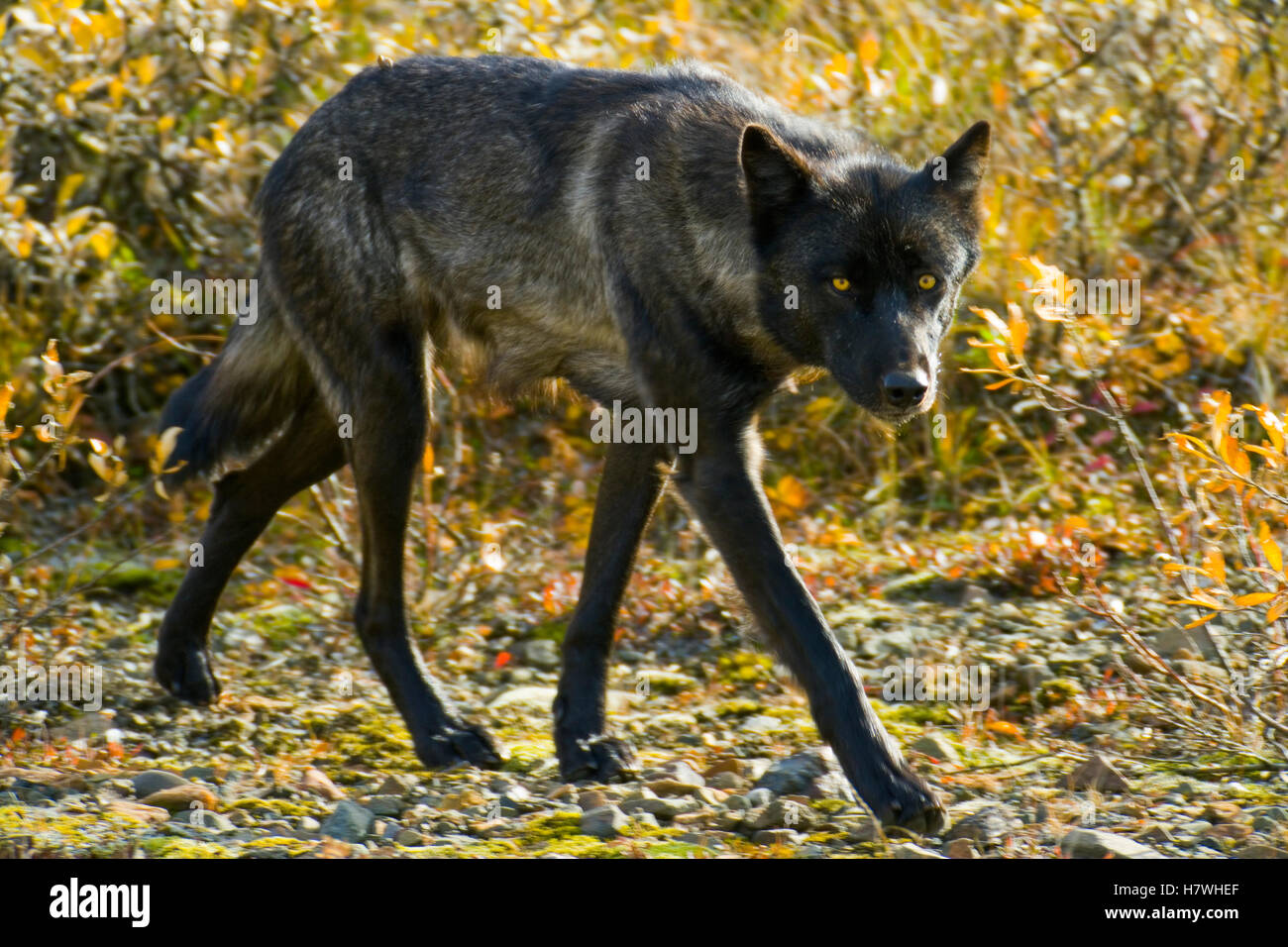 Gray Wolf (Canis lupus) adult male hunting on fall tundra, Denali ...