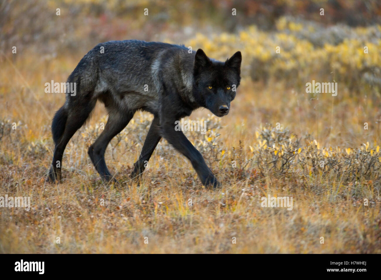 Gray Wolf (Canis lupus) young dark male goes hunting on coloful fall ...