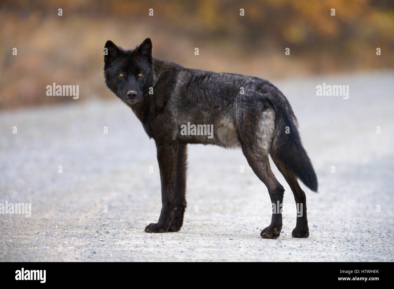 Gray Wolf (Canis lupus) young dark male standing on gravel park road ...