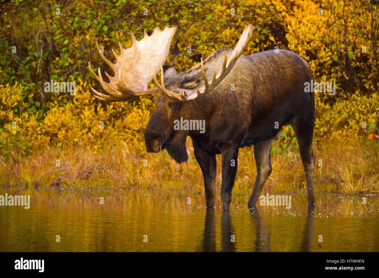 Alaska Moose (Alces alces gigas) bull, largest herbivore with antlers ...