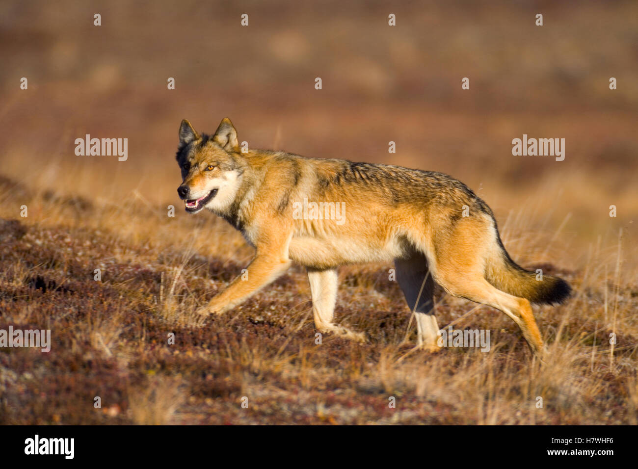 Gray Wolf (Canis lupus) running, hunting on colorful fall tundra ...
