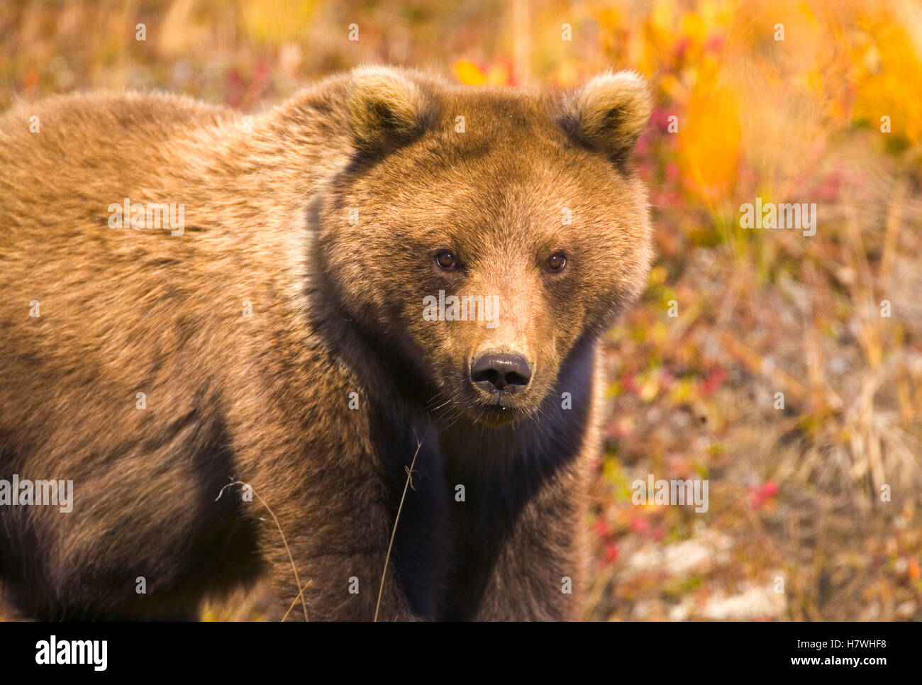 Grizzly Bear (Ursus arctos horribilis) yearling cub curiously exploring ...