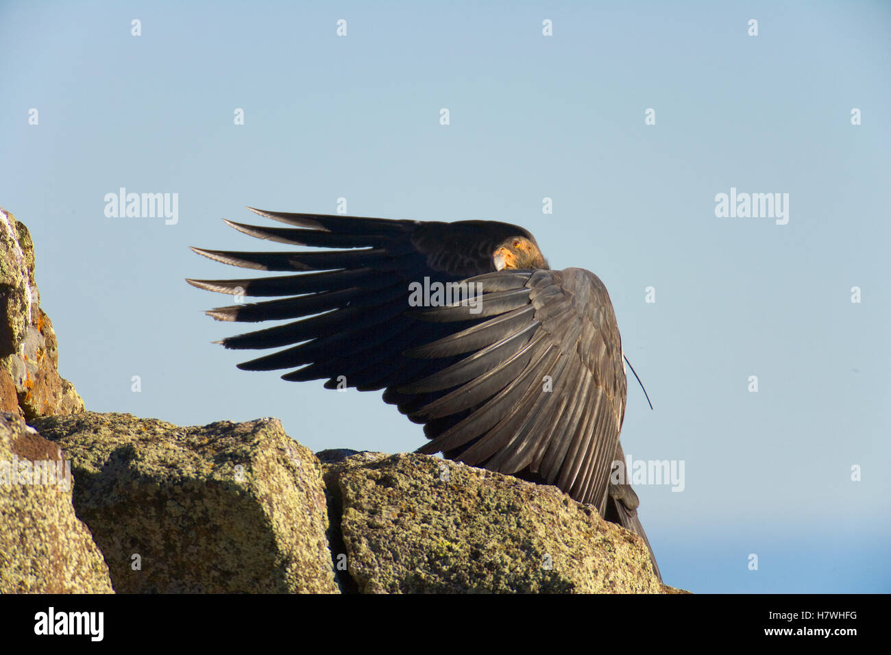 California Condor (Gymnogyps californianus) adult spreading wings ...