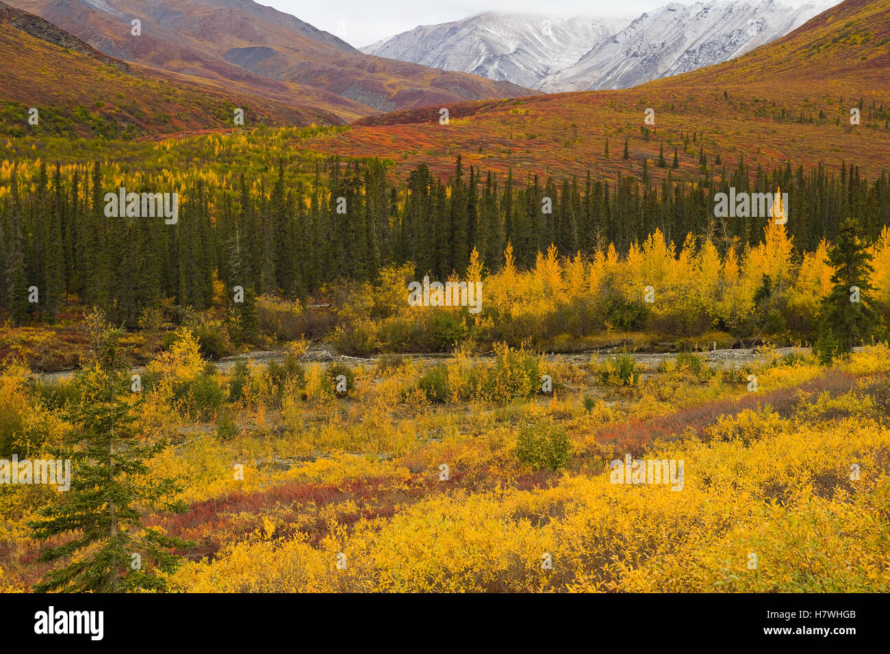 Black Spruce (Picea mariana) at their northern most range in tundra in ...