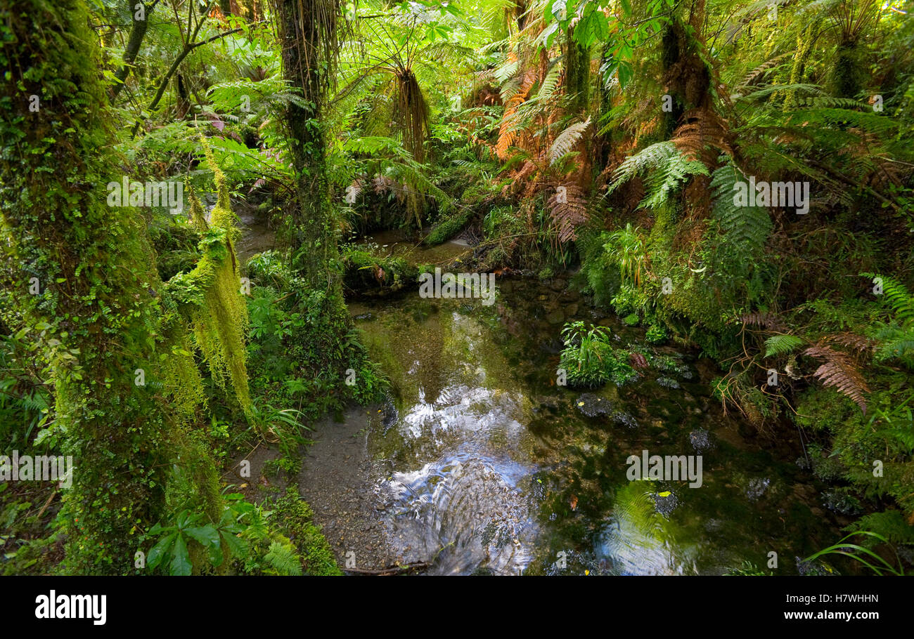 Stream in native bush, trees, ferns, bushes, green and dripping with ...