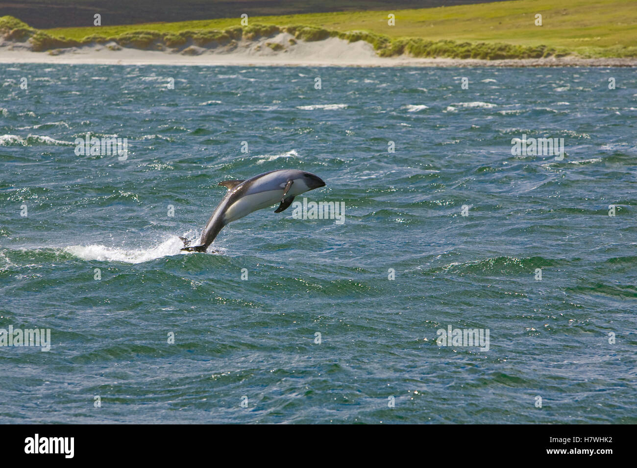 Commerson's Dolphin (Cephalorhynchus commersonii) leaping in sheltered ...